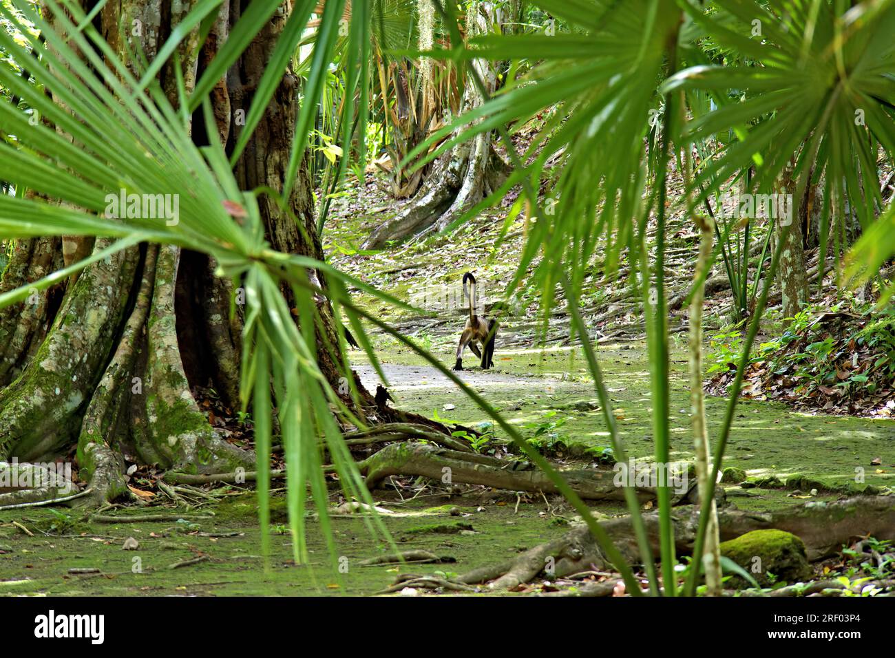 Spider Monkey, Mexico Stock Photo - Alamy