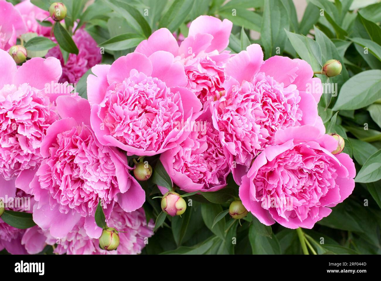 Pink peony flowers (Paeonia suffruticosa) summer blossom Stock Photo ...