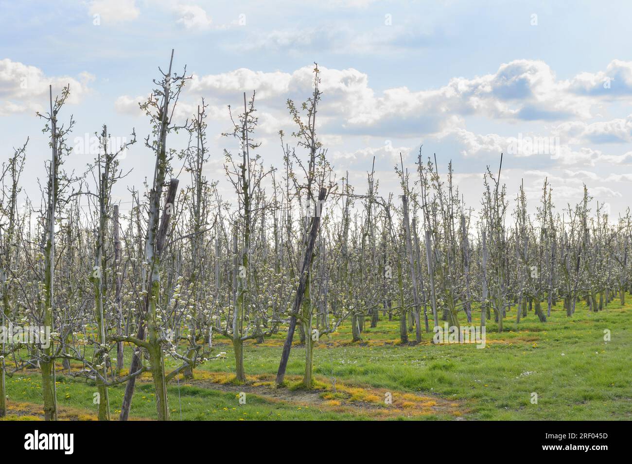 Spring time on pear plantations in bloom. Spring beautiful landscape ...