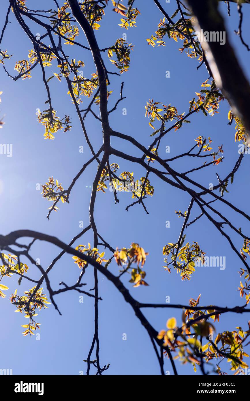 Walnuts growing on trees hi-res stock photography and images - Alamy