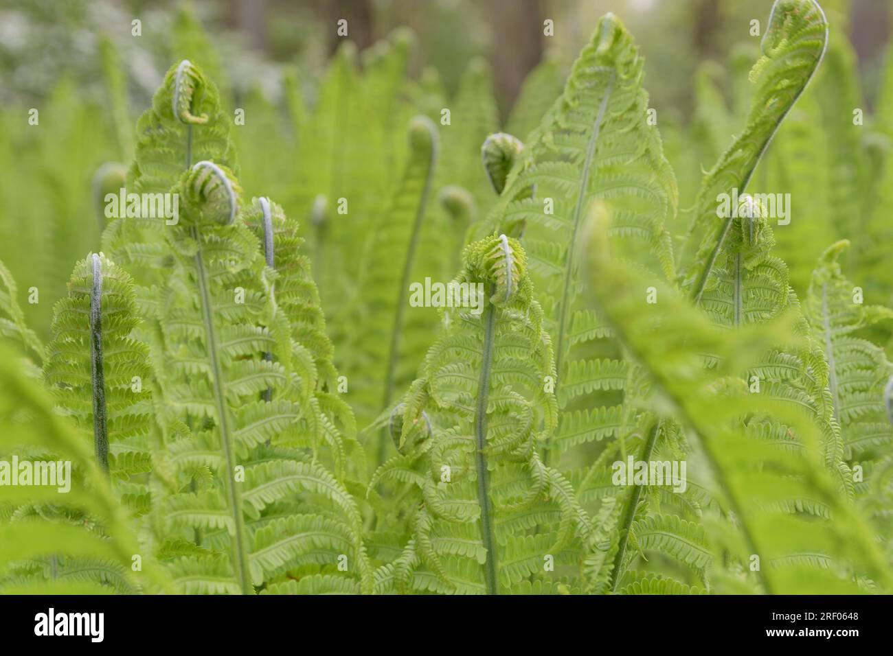 Ostrich Fern - True. Also known as Germanica, Matteuccia, Strutiopteris ...