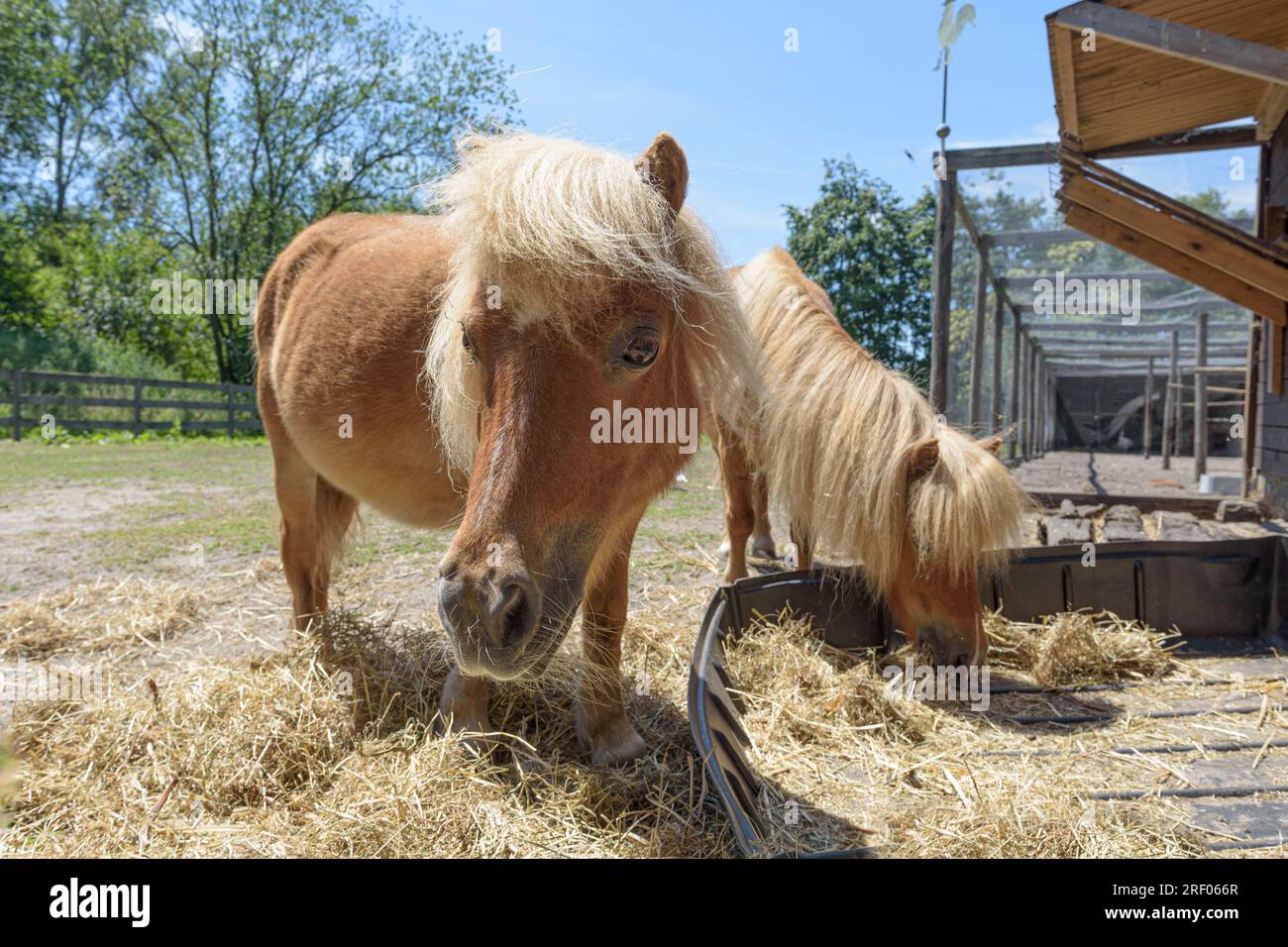 Two brown ponies in the process of eating. Close-up, summer portrait ...
