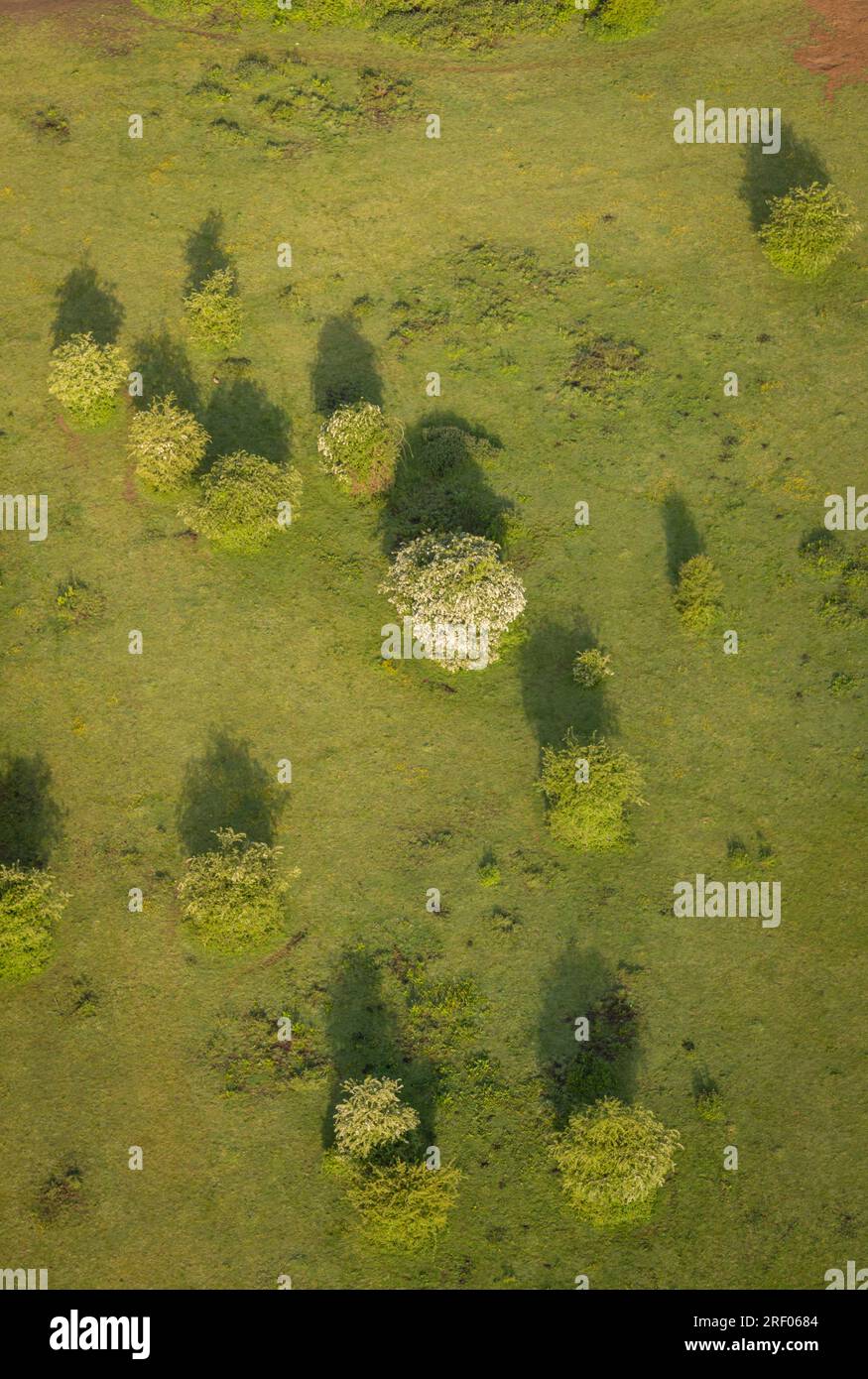 Aerial view of trees in a field in the countryside in Kent, UK Stock ...