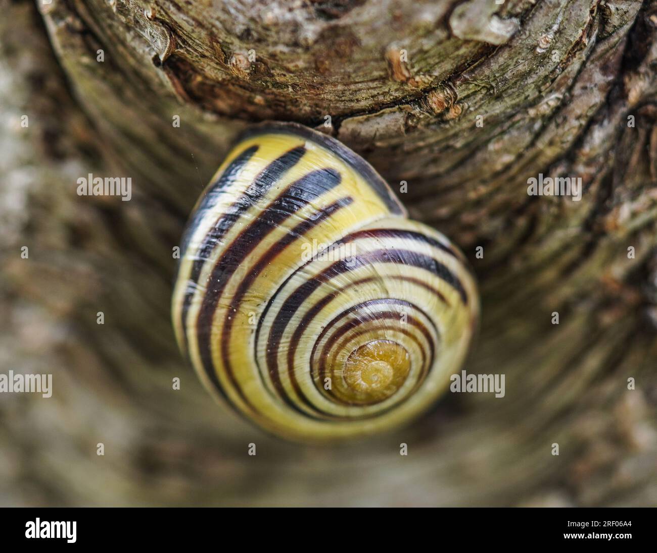 Lemon snail hi-res stock photography and images - Alamy