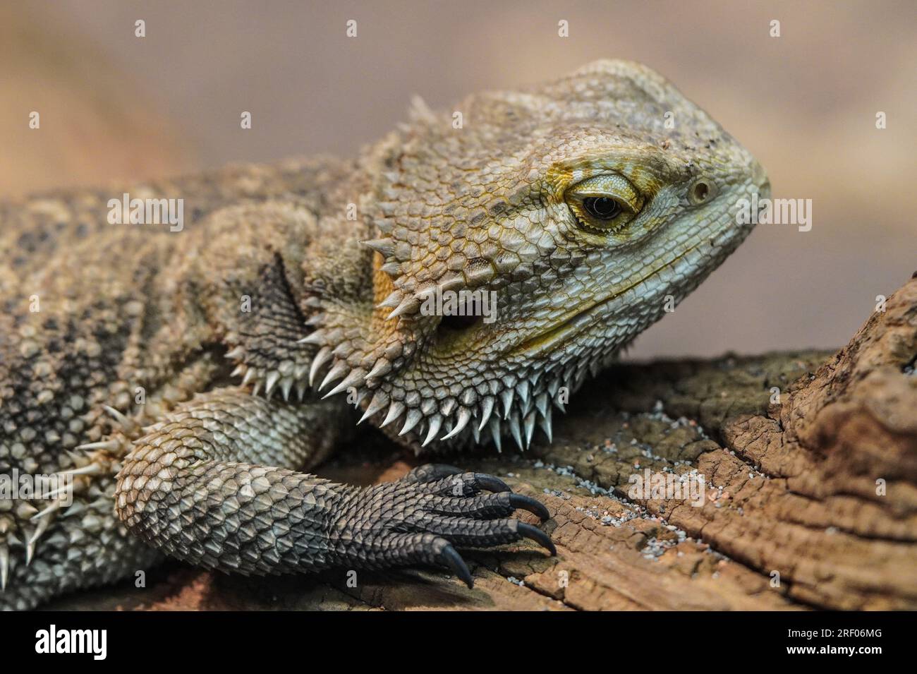 Bearded dragon close up hi-res stock photography and images - Alamy