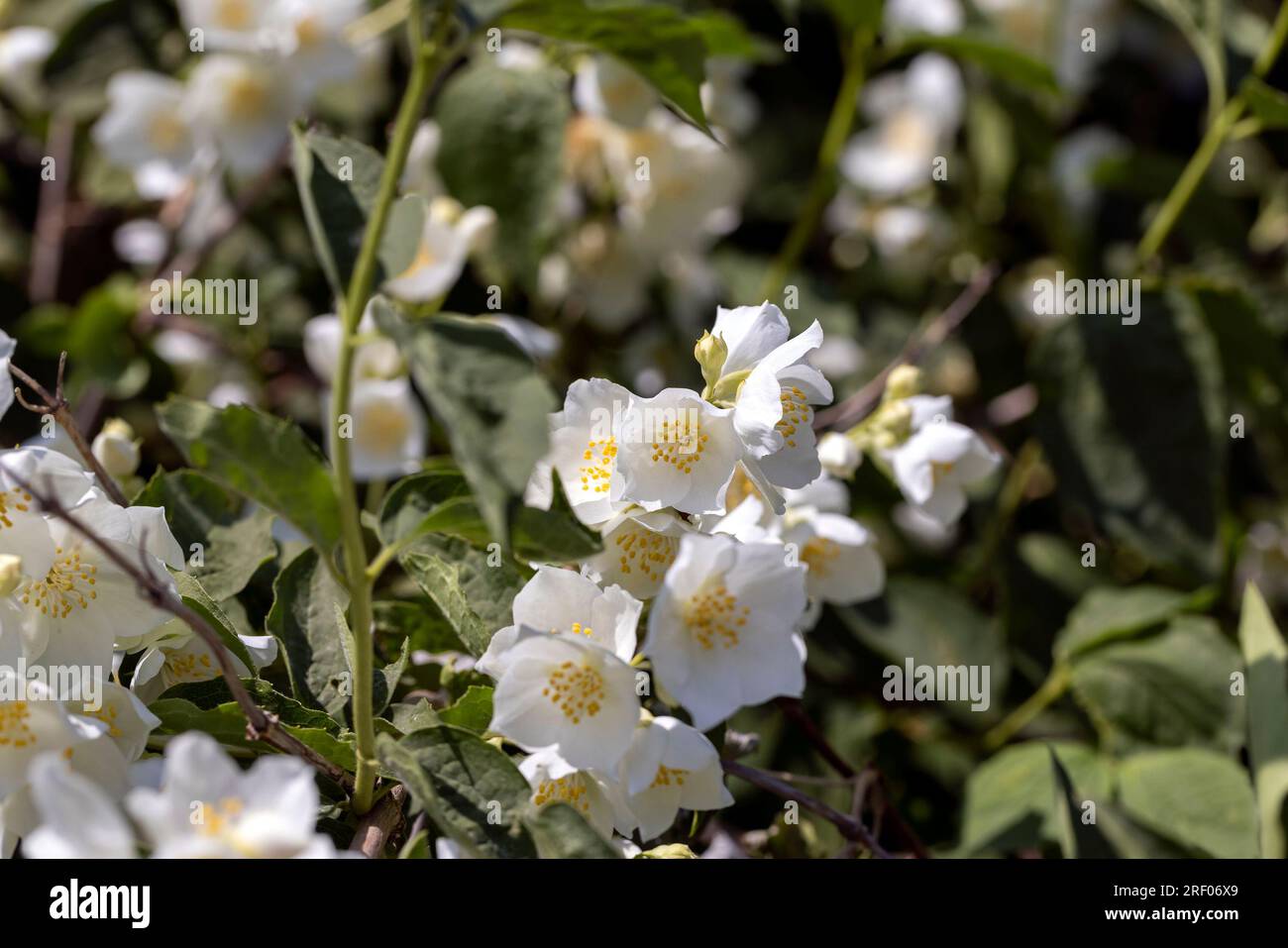 blooming white flowers jasmine bush in the spring season, beautiful ...