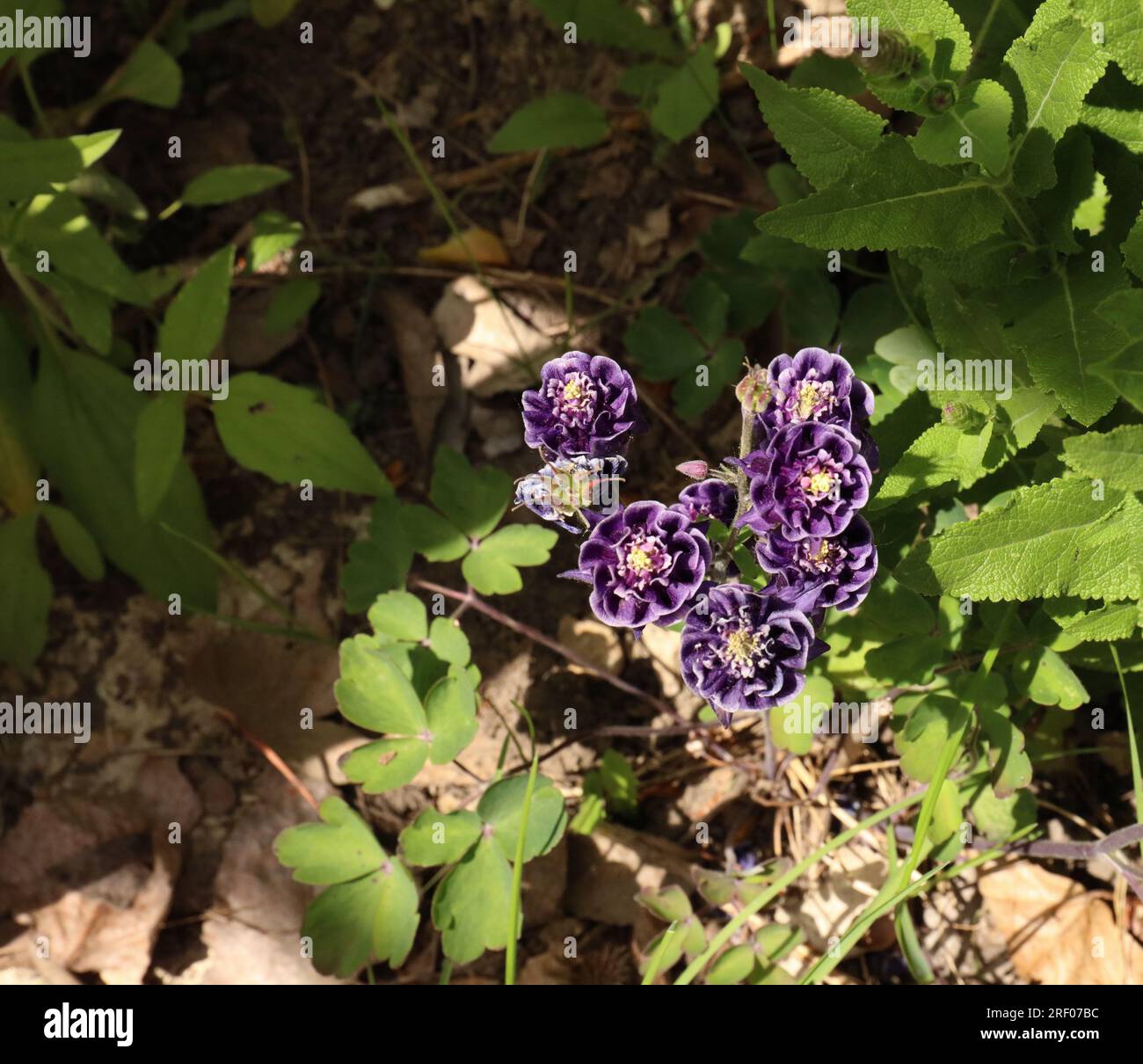 Grannys bonnet vulgaris winky blue and white hi-res stock photography ...