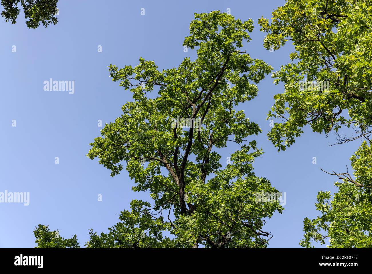 Forest with different trees in summer, beautiful trees illuminated by ...