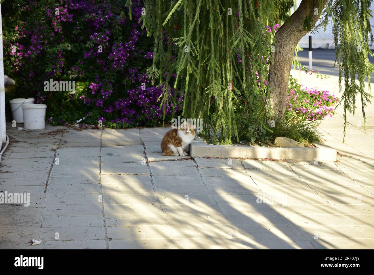 Shady cat hi-res stock photography and images - Alamy