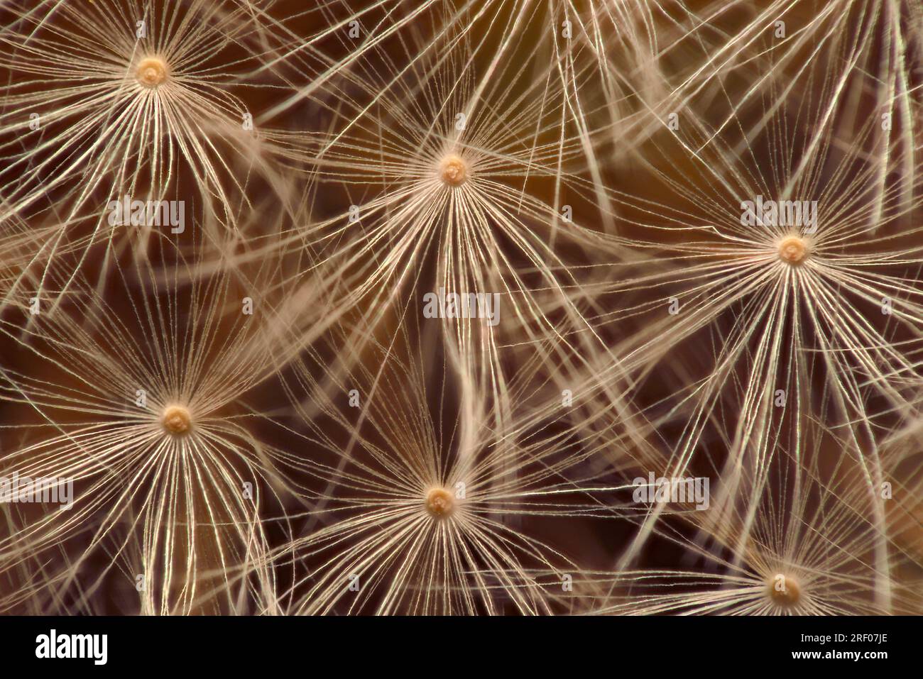 Puffball flower hi-res stock photography and images - Alamy