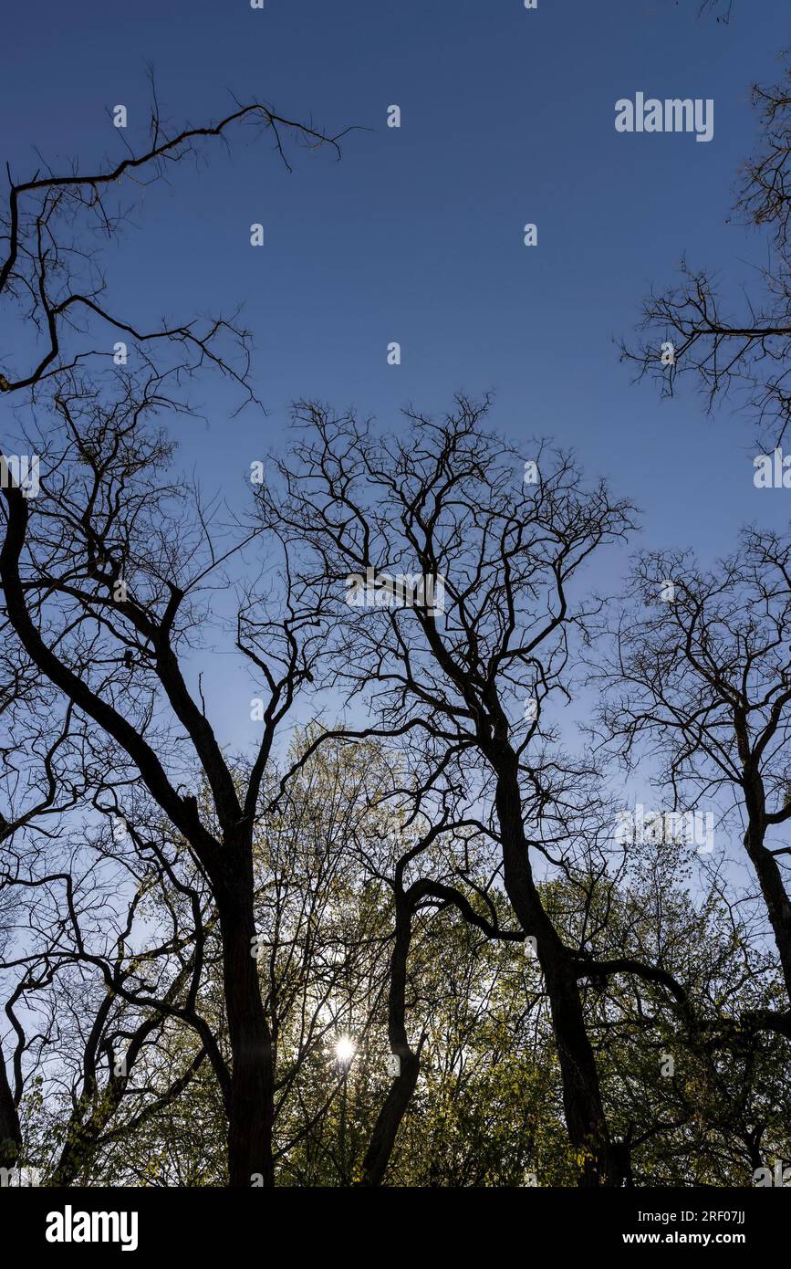 deciduous trees in a mixed forest in the spring season, beautiful young ...