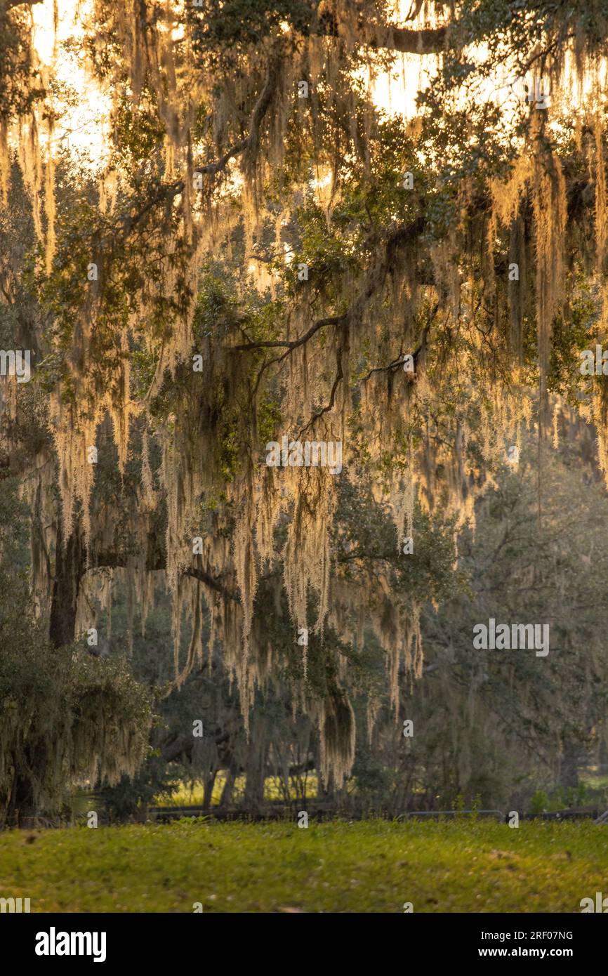 Central florida citrus trees hi-res stock photography and images - Alamy
