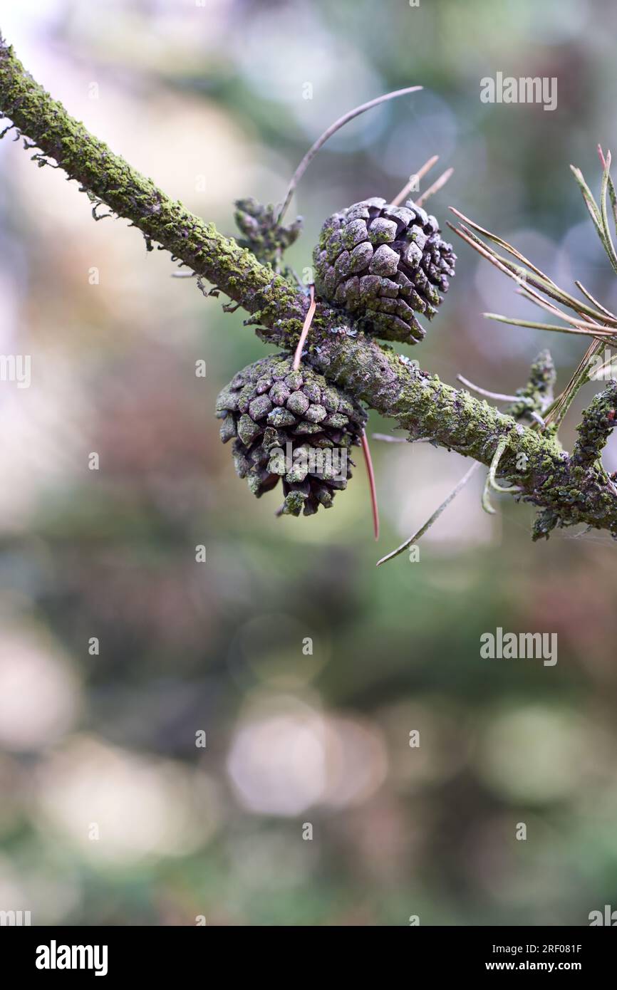 Denmark nature, countryside and environment. Nature in the Kingdom of ...