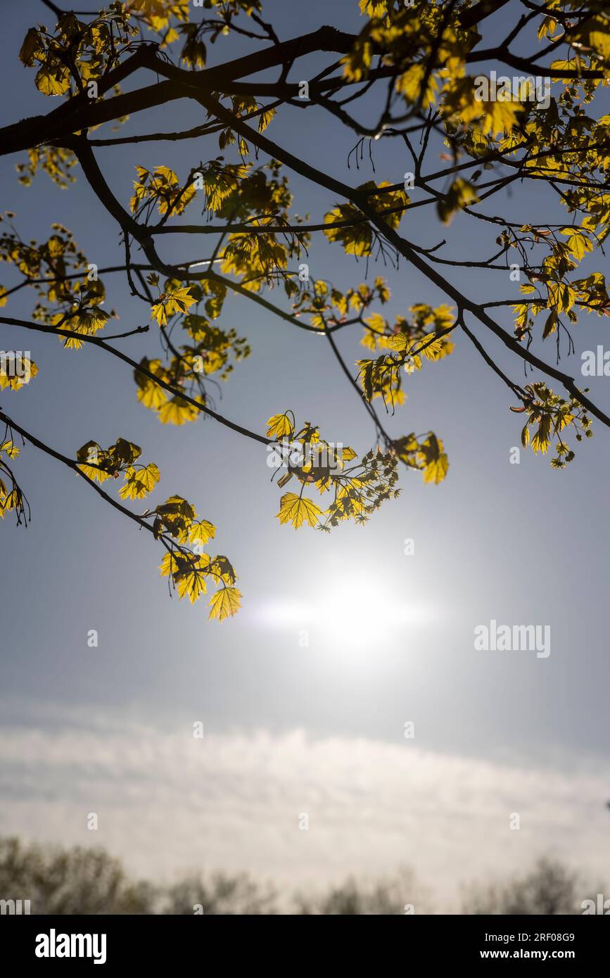 green foliage on a maple tree in spring bloom, beautiful green-tinged ...