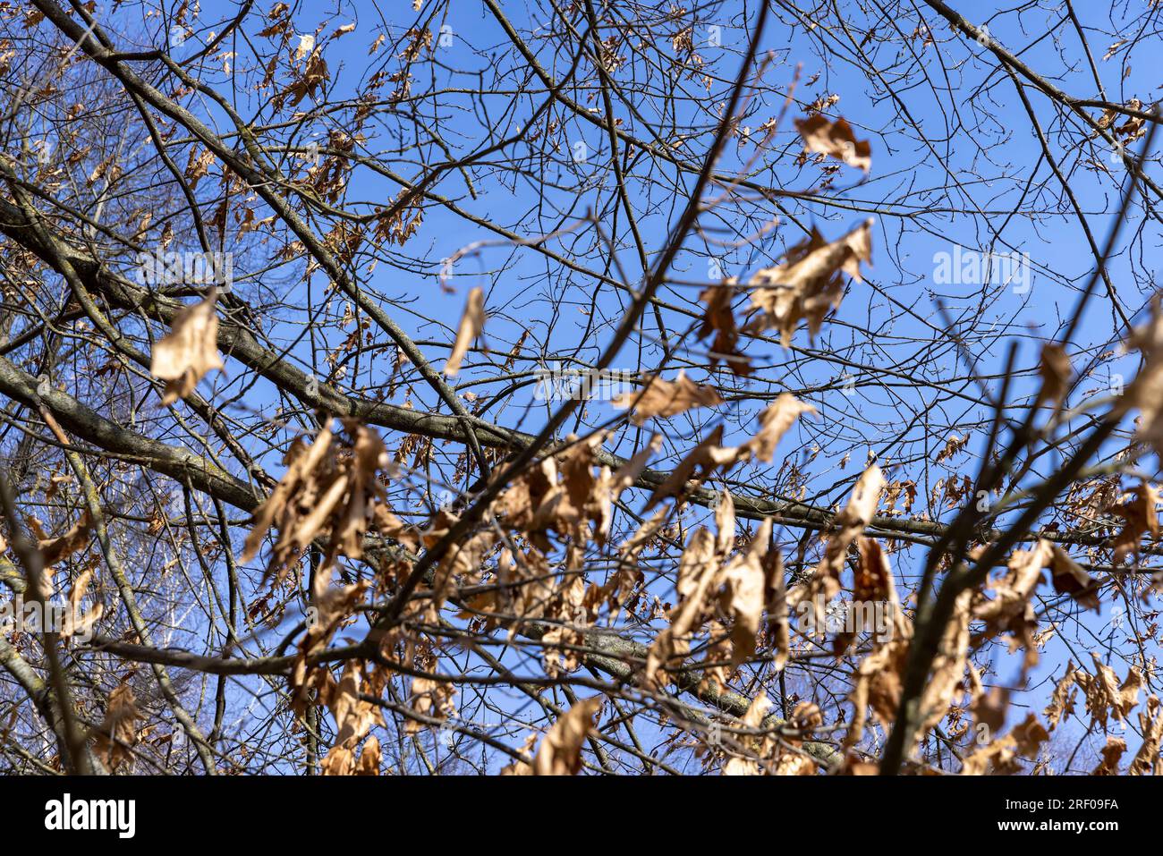 Branches of oak trees in the park in spring sunny weather, old tall ...