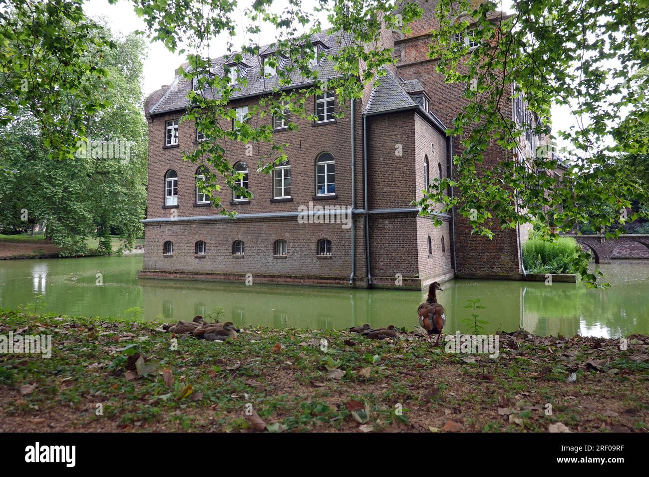 Mittelalter vogel hi-res stock photography and images - Alamy