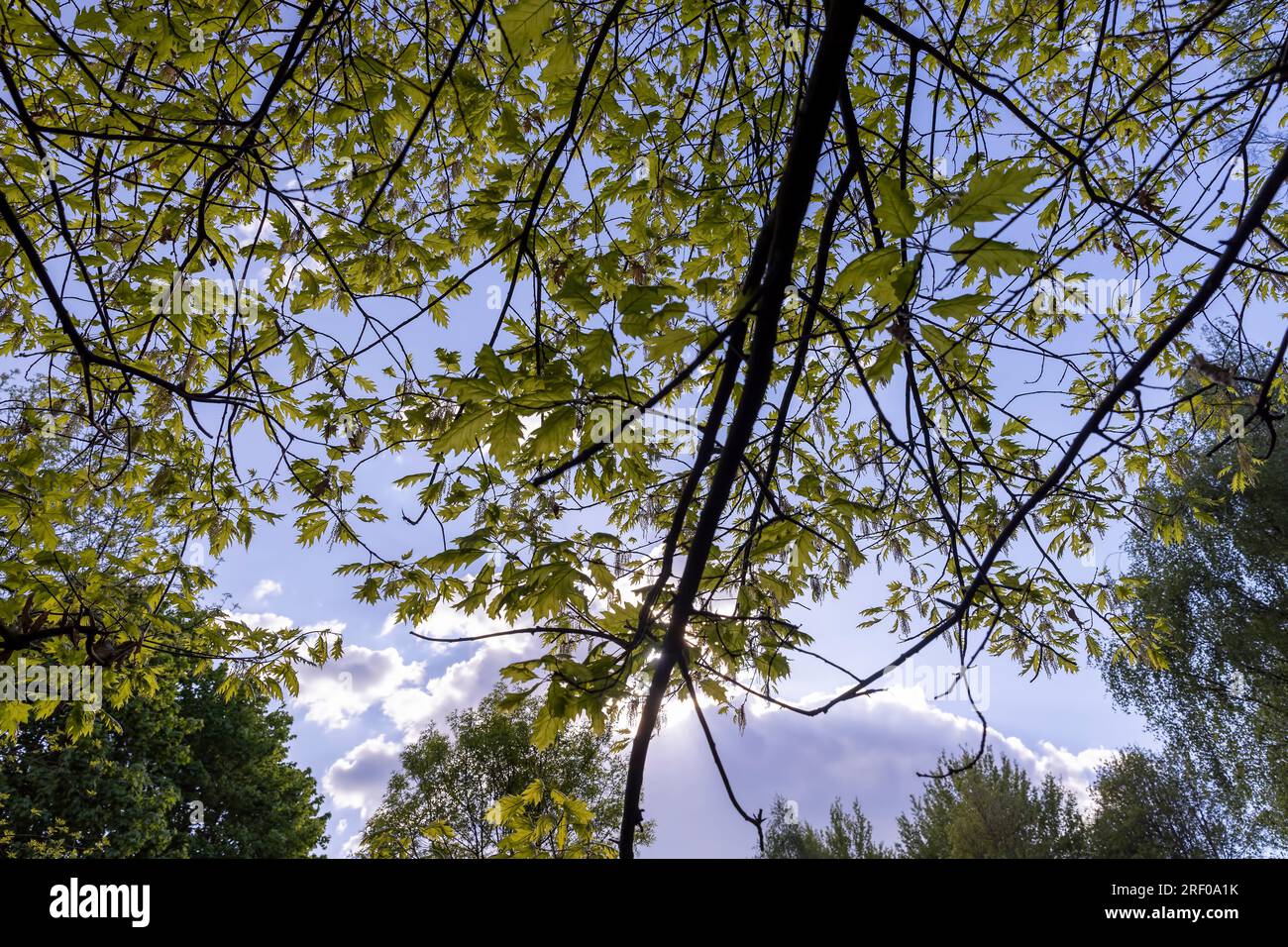 young spring oak foliage and oak flowers during flowering, details of ...