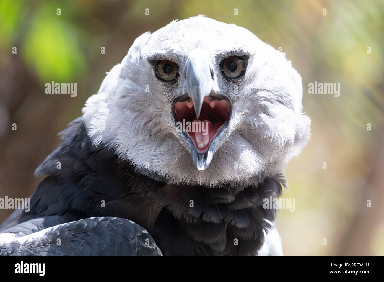 Harpy Eagle in Columbia South America Stock Photo - Alamy