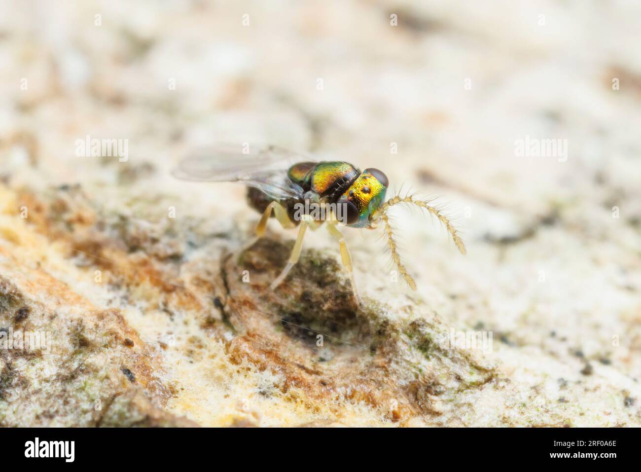 Chalcidoid wasps hi-res stock photography and images - Alamy