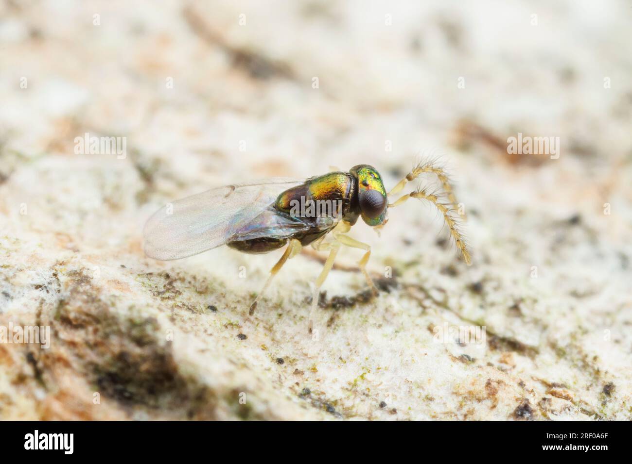 Encyrtidae hi-res stock photography and images - Alamy