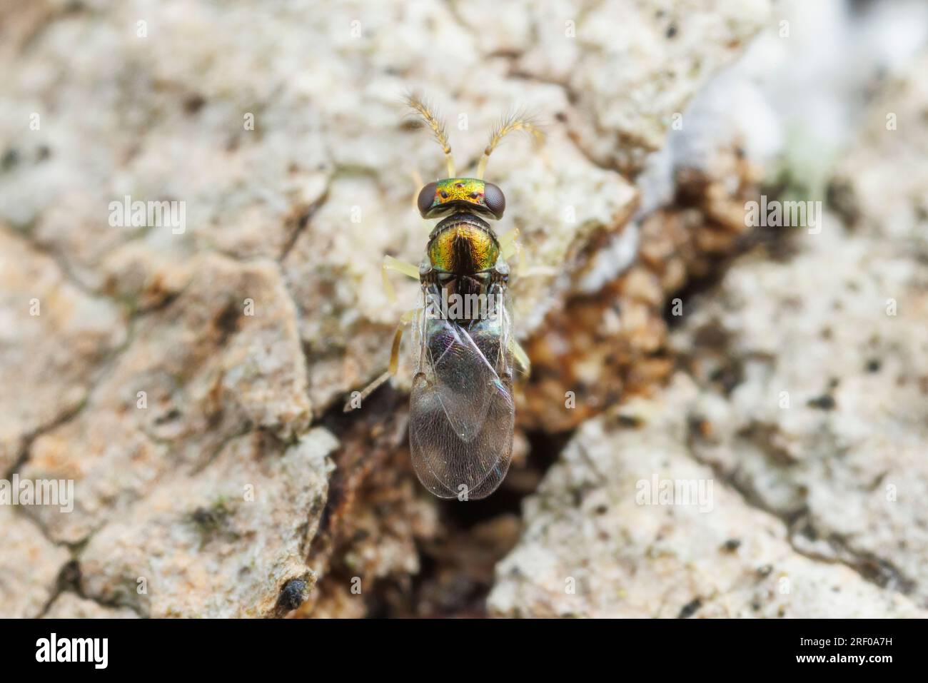 Encyrtidae hi-res stock photography and images - Alamy
