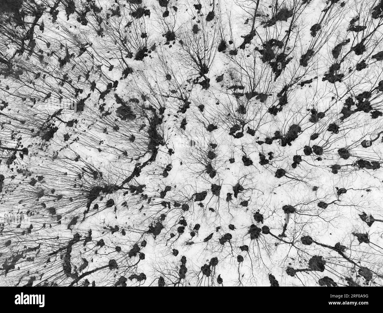 Flight over white forest Black and White Stock Photos & Images - Alamy