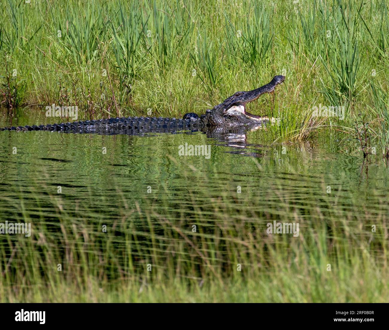 Alligator in North Carolina USA Stock Photo - Alamy Alligator in North Carolina USA Stock Photo - Alamy
