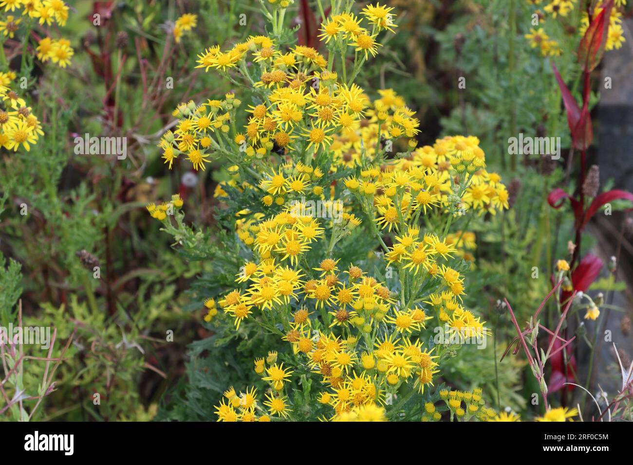 Daisy family weeds hi-res stock photography and images - Alamy