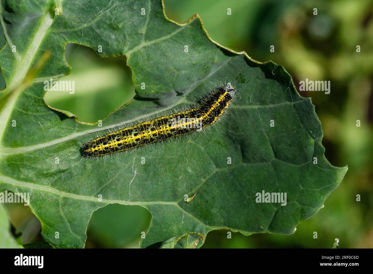 A yellow and black caterpillar from a large white butterfly (Pieris ...