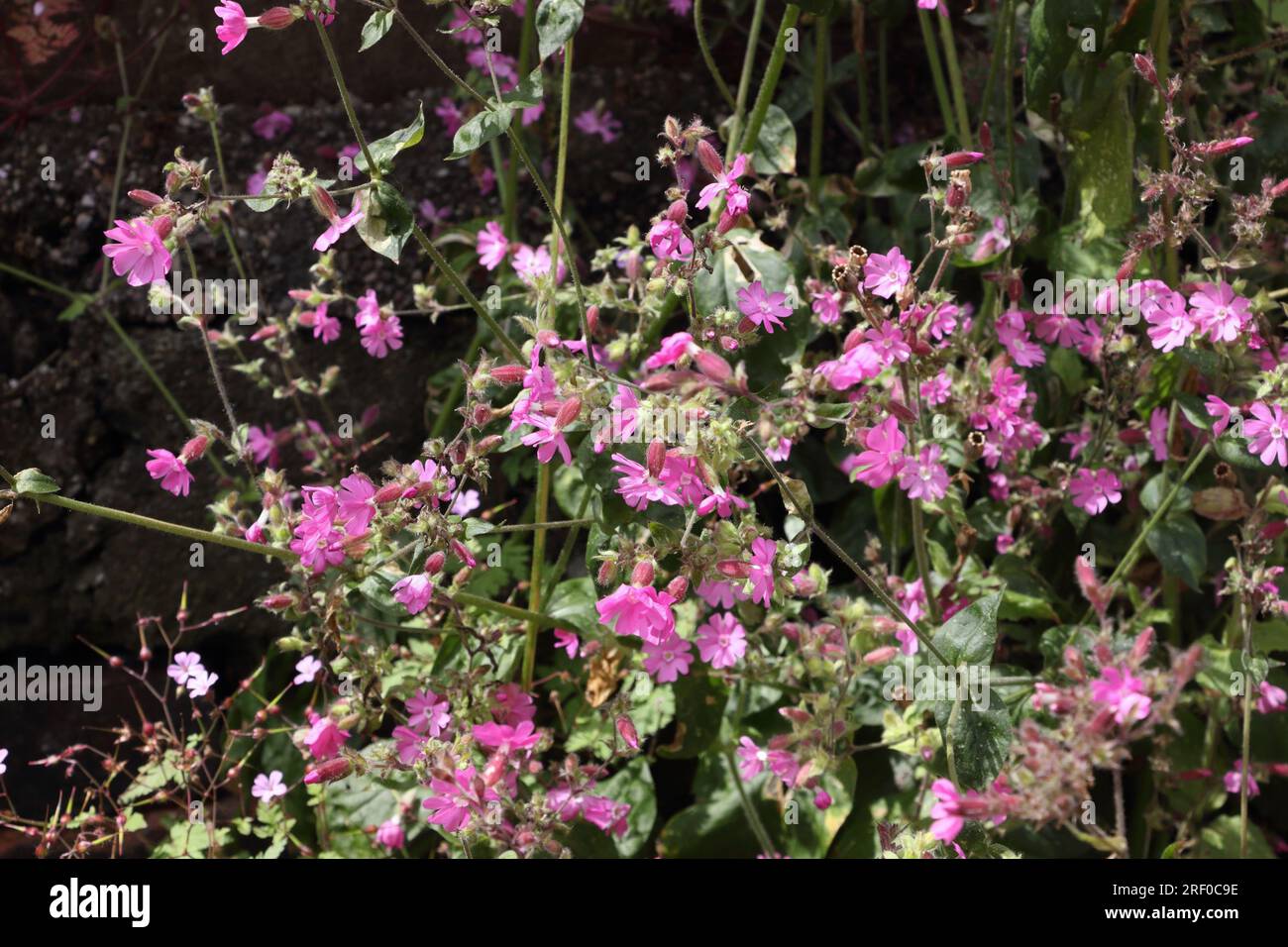 Red Catchfly Red Campion flowers plant Silene dioica, wild growing weed ...
