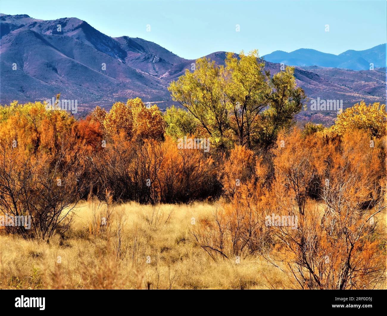 White sands national park autumn trees hi-res stock photography and ...