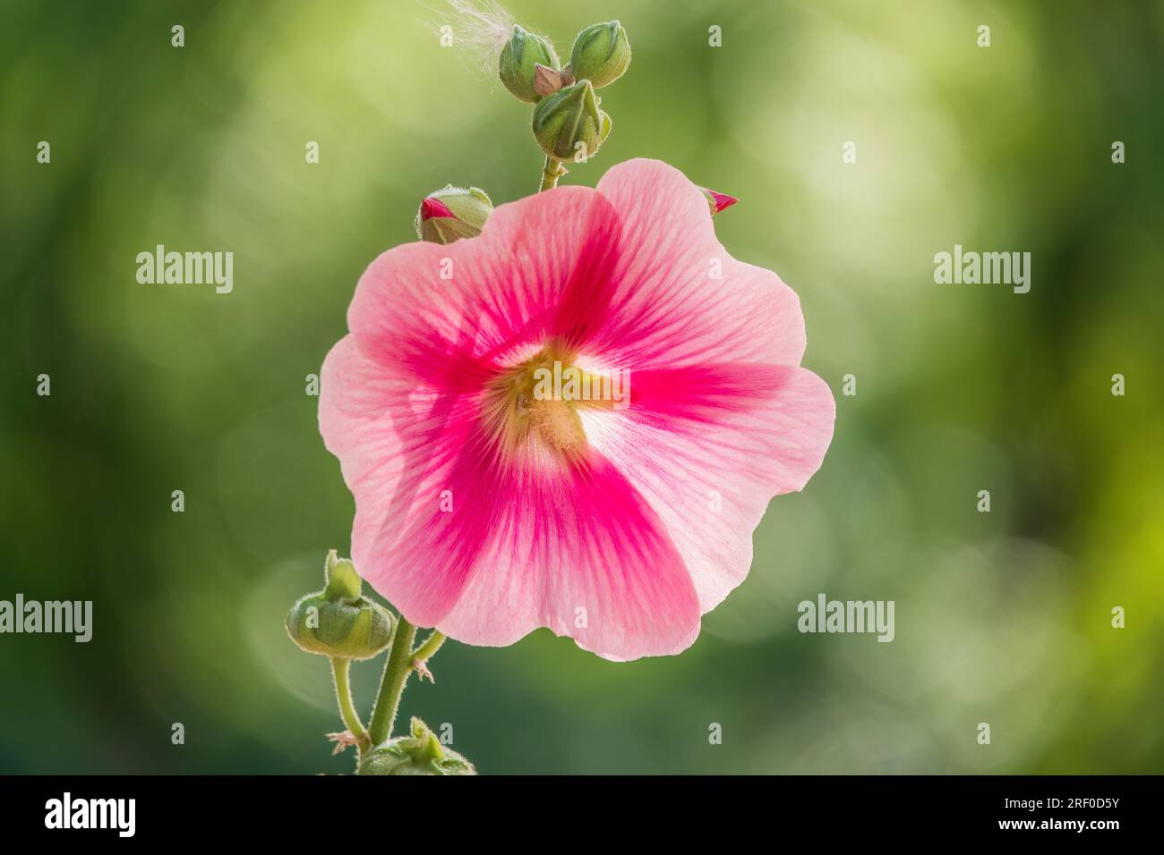 Pink flowers of Hibiscus moscheutos plant close-up. Hibiscus moscheutos ...