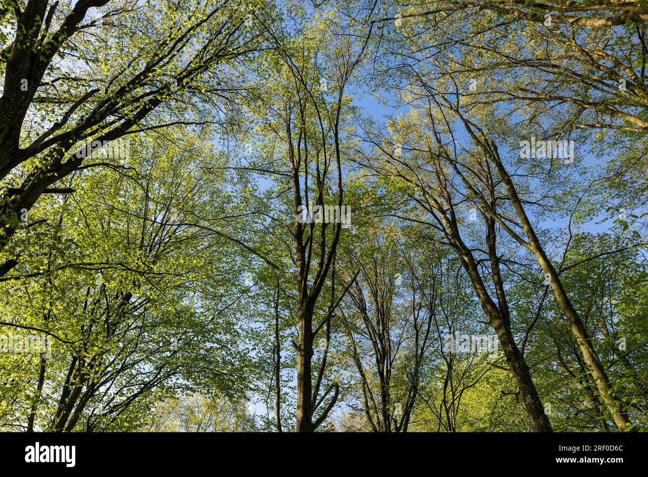 deciduous trees in a mixed forest in the spring season, beautiful young ...