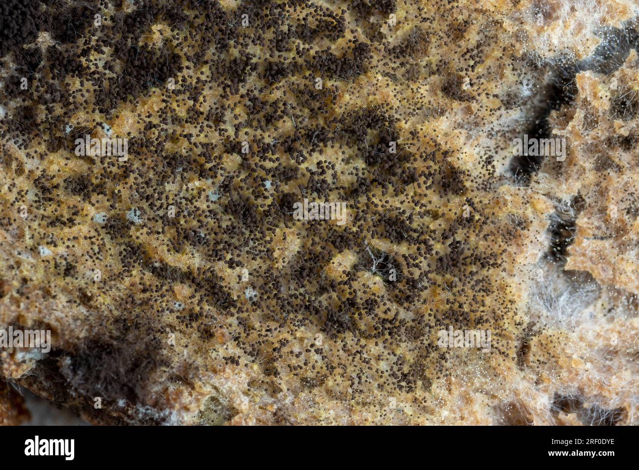 Black rye bread in mold on the board, spoiled bread covered with fungus ...