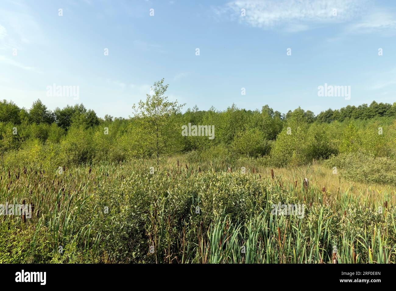 Swampy terrain with plants in summer, features of swamps with different ...