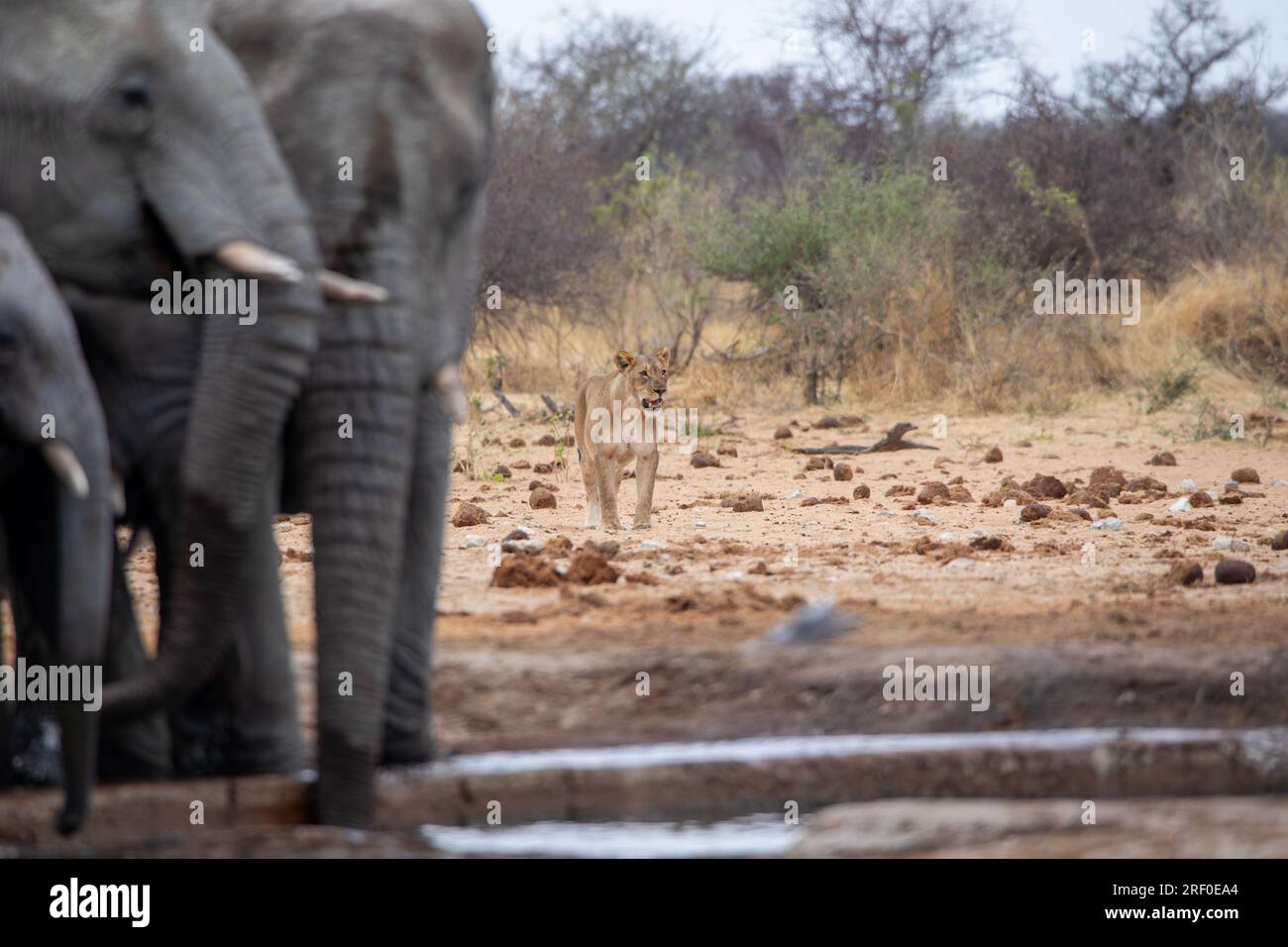 Elephants with lion in etosha national park namibia Stock Photo - Alamy