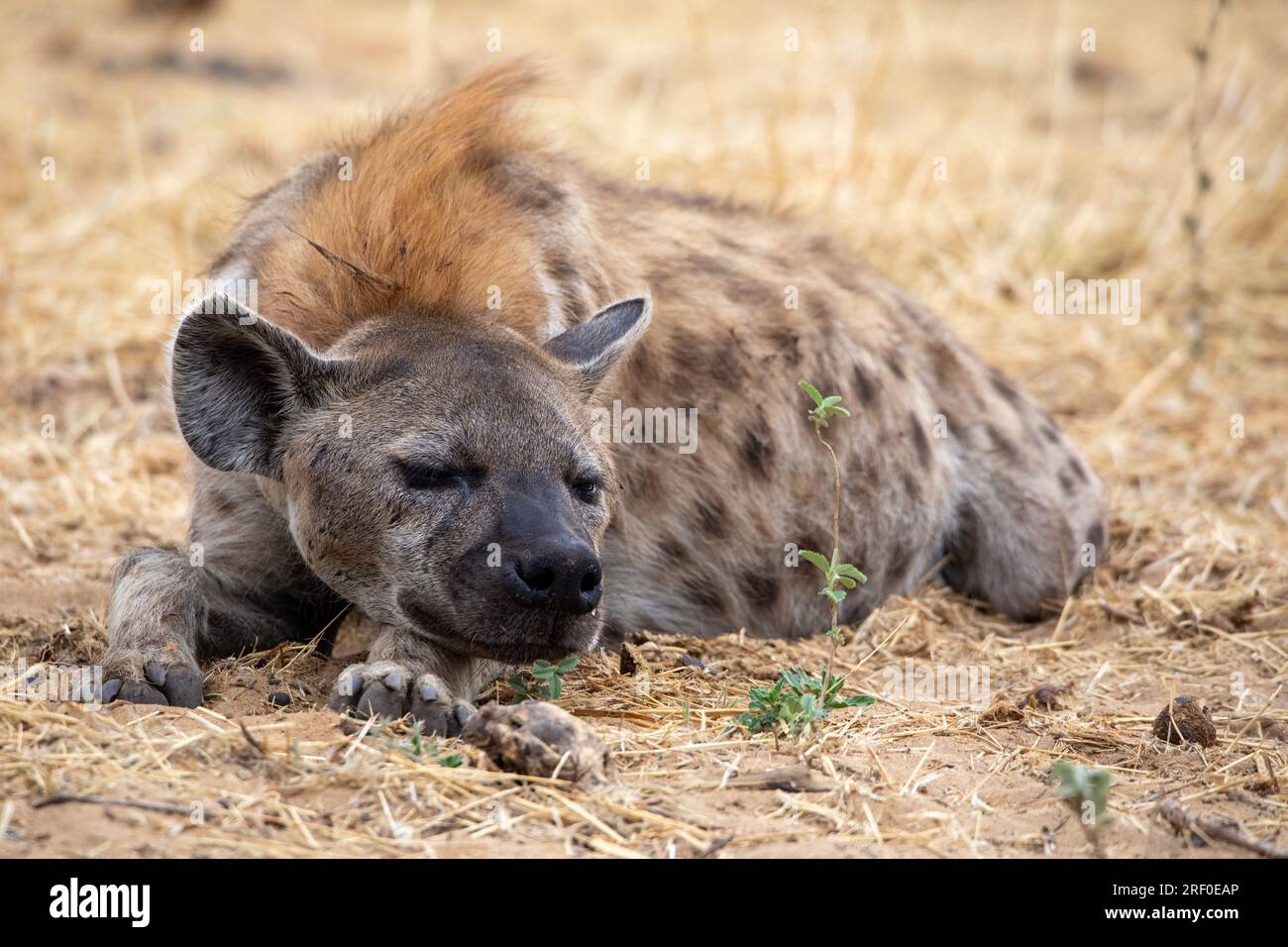 Hyena in etosha national park namibia Stock Photo - Alamy