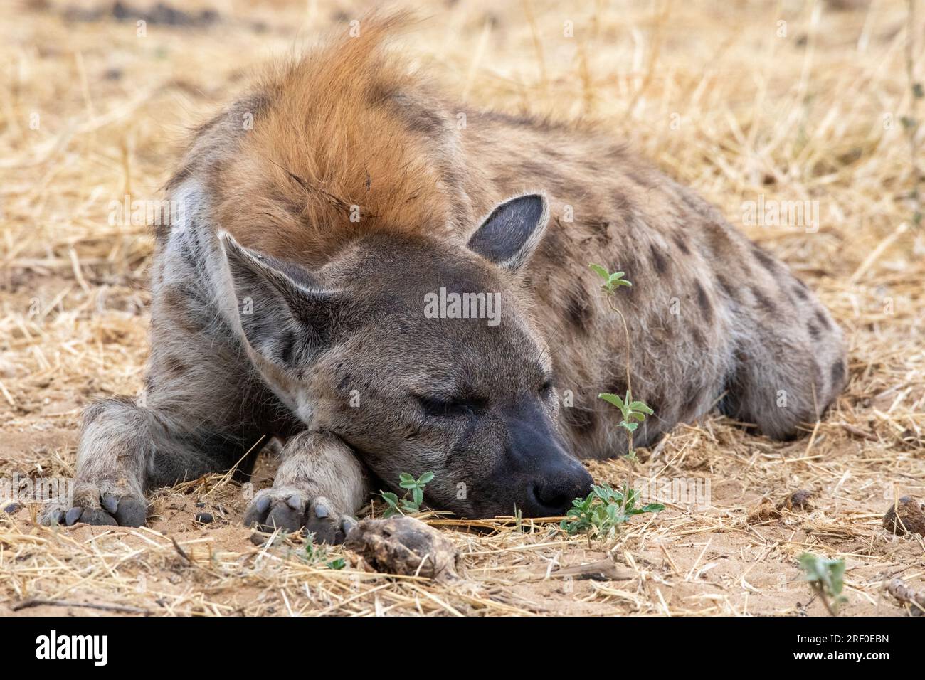 Hyena in etosha national park namibia Stock Photo - Alamy