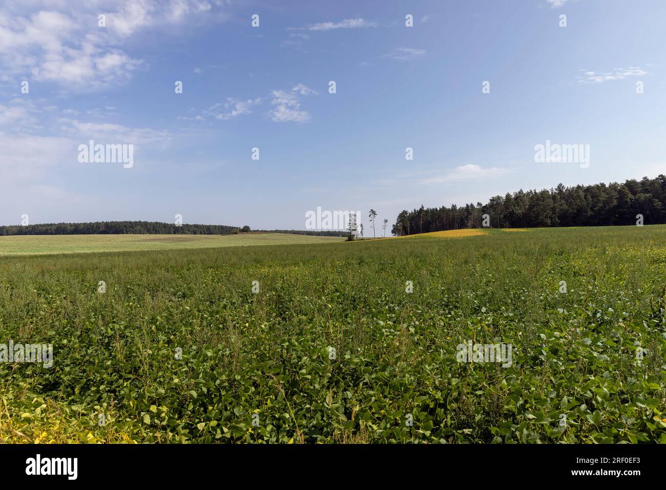 Deforestation for timber harvesting, timber harvesting in the forest ...