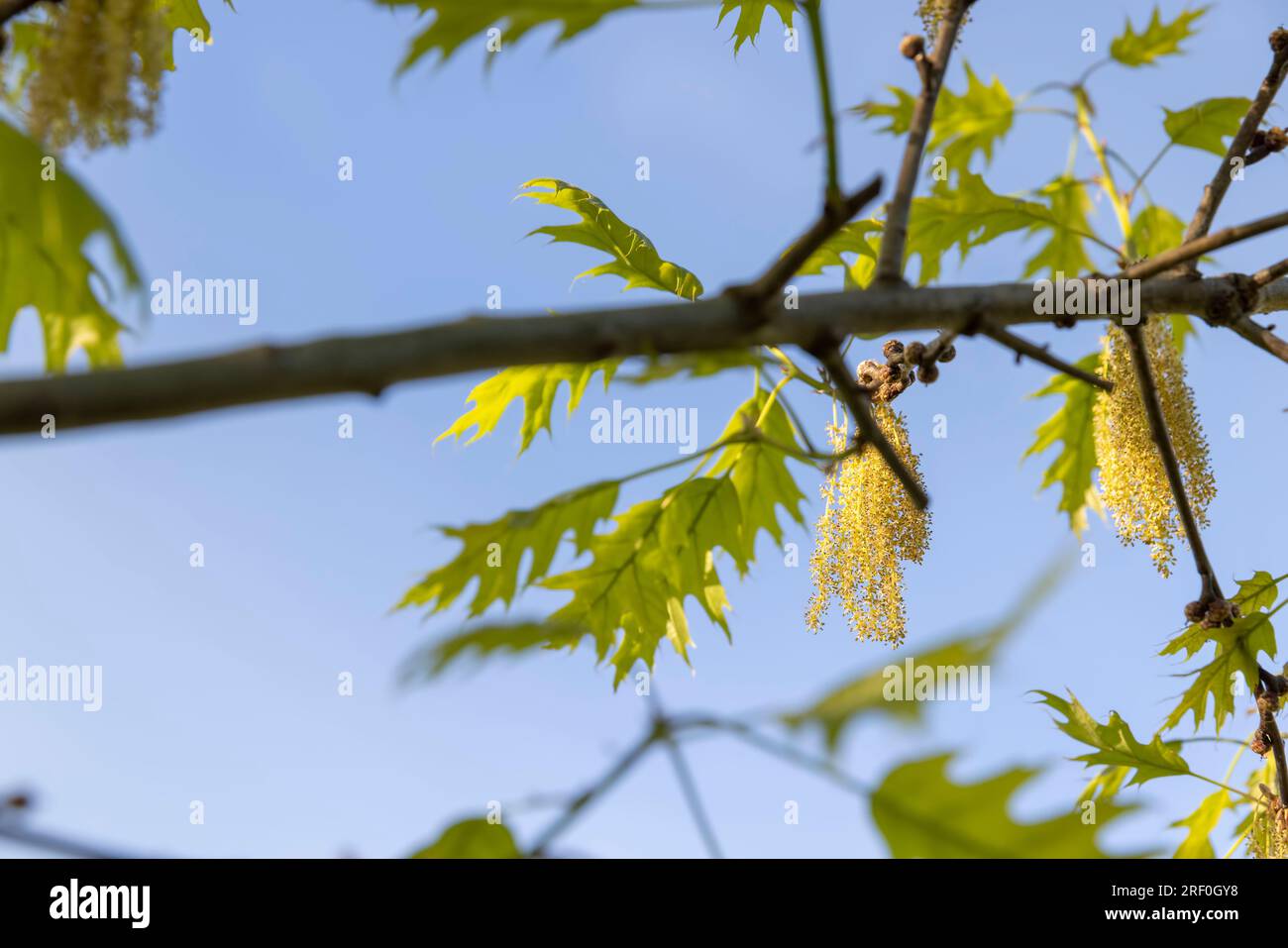 young spring oak foliage and oak flowers during flowering, details of ...