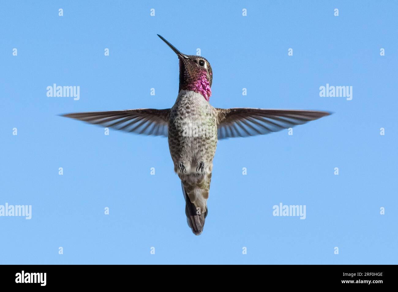 A male Anna's hummingbird (Calypte anna) hovers in Southern California ...