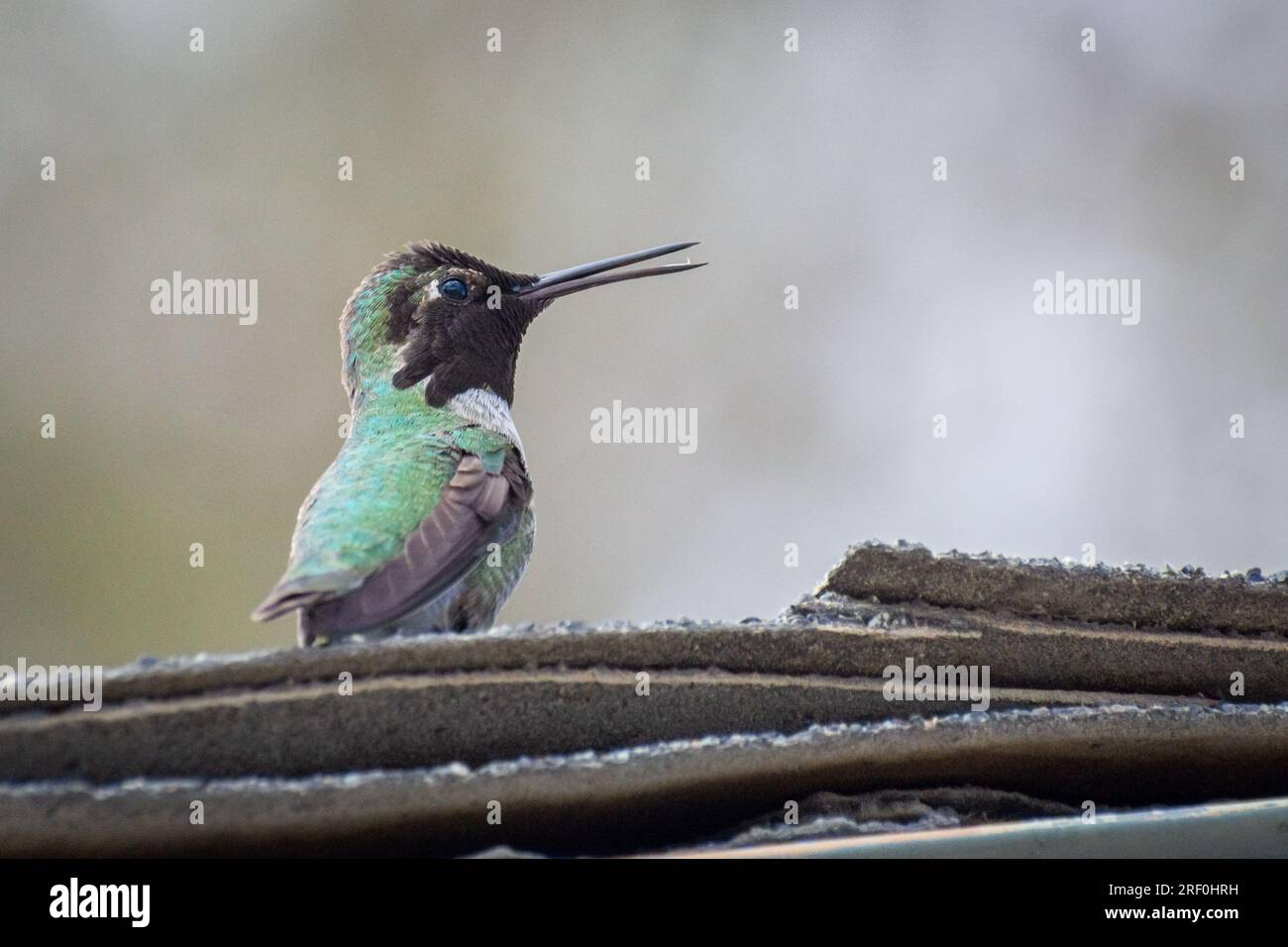 Anna's hummingbird and snow hi-res stock photography and images - Alamy
