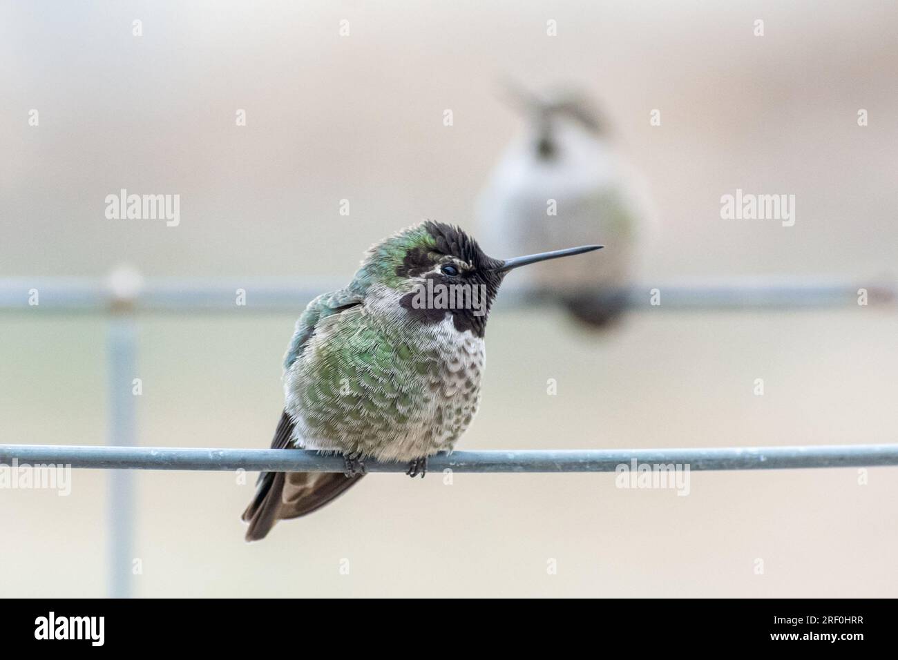 Two Anna's hummingbirds (Calypte anna) sit on a tomato cage in Southern ...