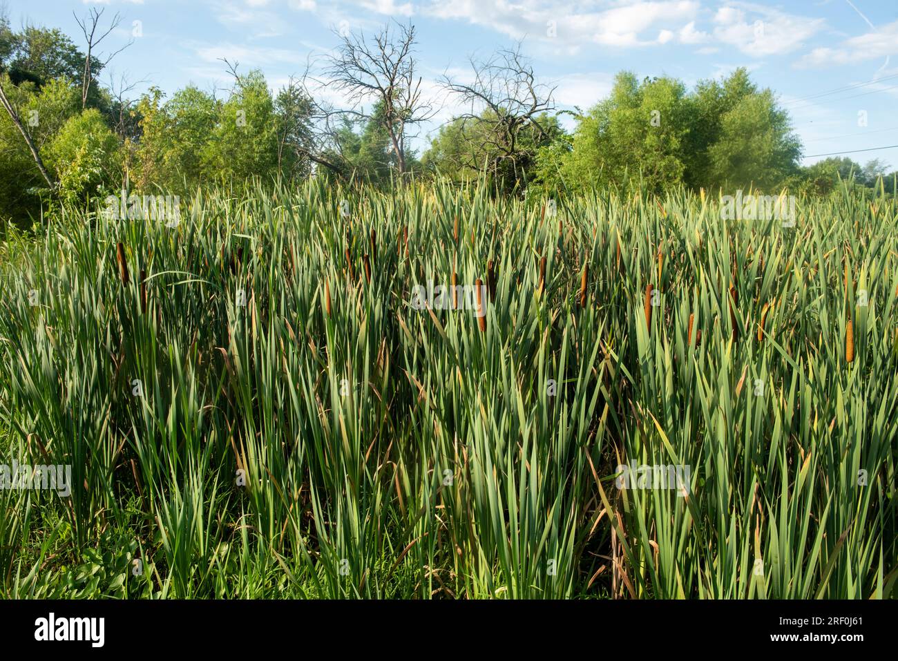 Cattails in Osage Park. Osage Park is an urban park designed as the ...
