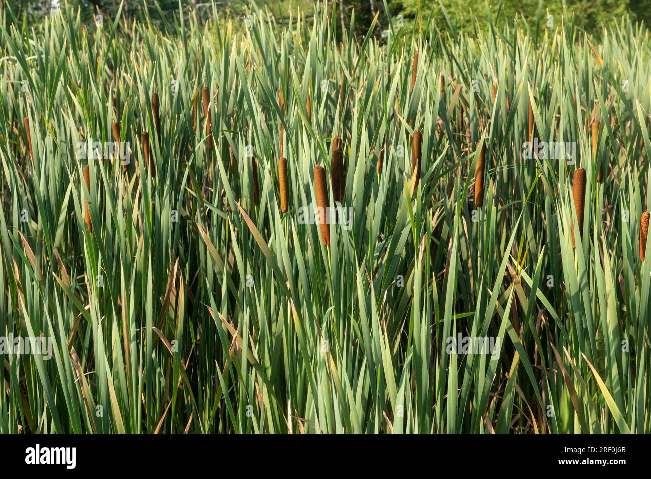 Cattails in Osage Park. Osage Park is an urban park designed as the ...