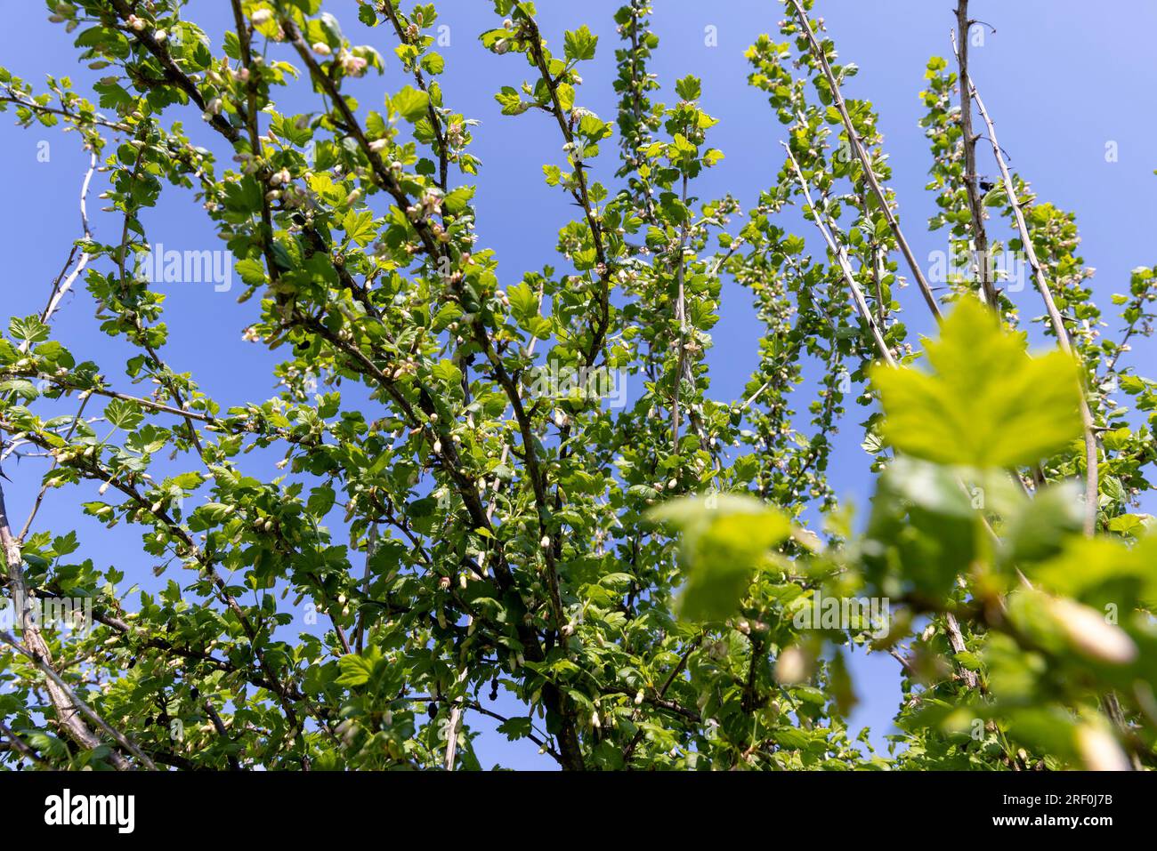 gooseberry bush with green foliage and flowers, gooseberry bush in the ...