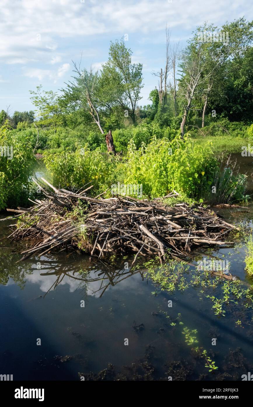 A beaver dam in Osage Park. Osage Park is an urban park designed as the ...