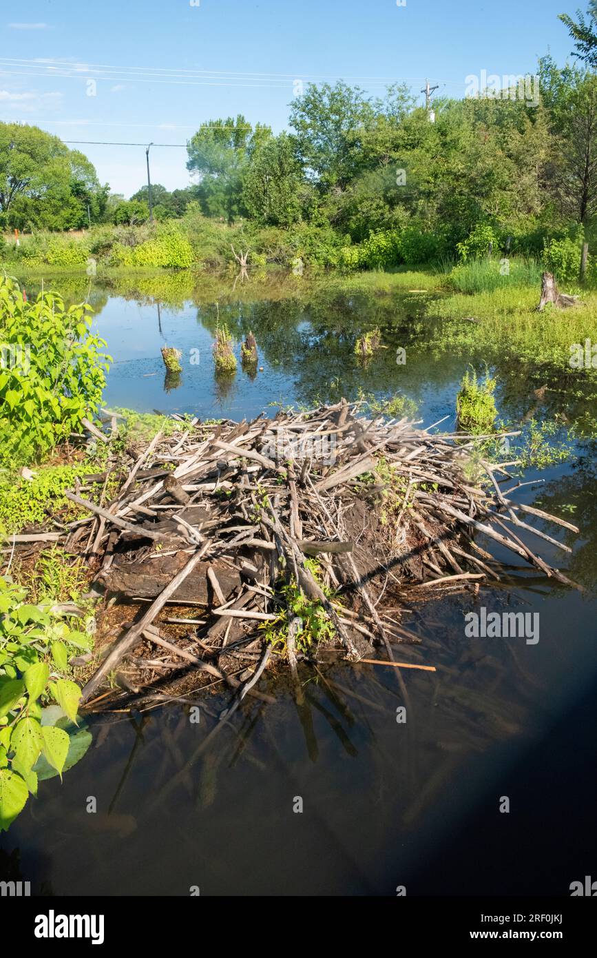 A beaver dam in Osage Park. Osage Park is an urban park designed as the ...