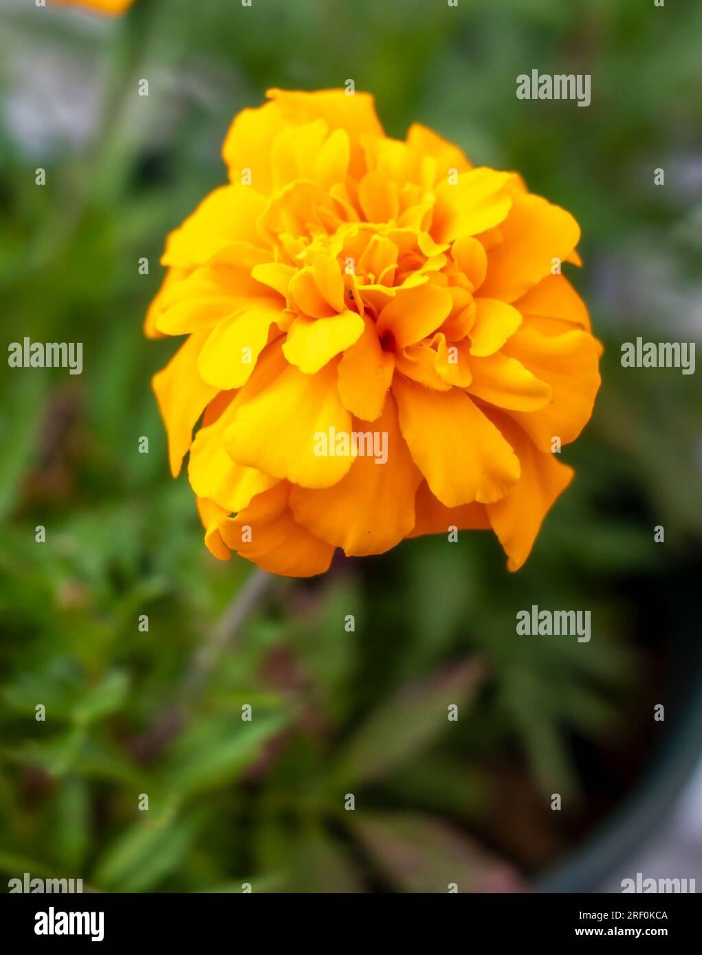 Marigold plantation hi-res stock photography and images - Alamy