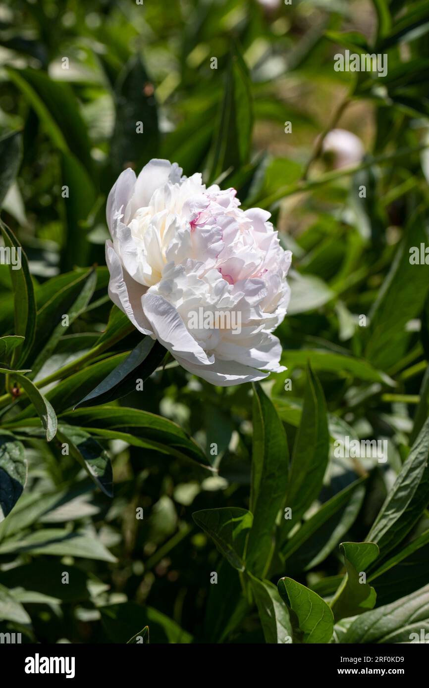 beautiful white peonies in summer, large white peonies during flowering ...